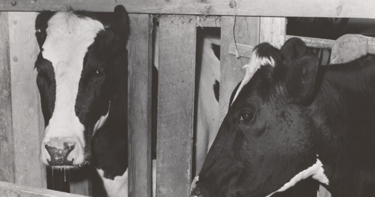 The Yale Review | Marianne Boruch: "Cows. They Have Stupid Eyes,…