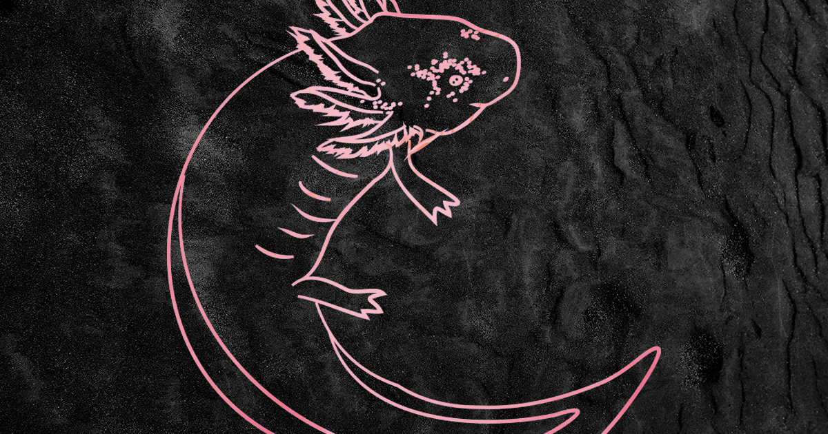 The Yale Review | Amy Roa: "Axolotl"