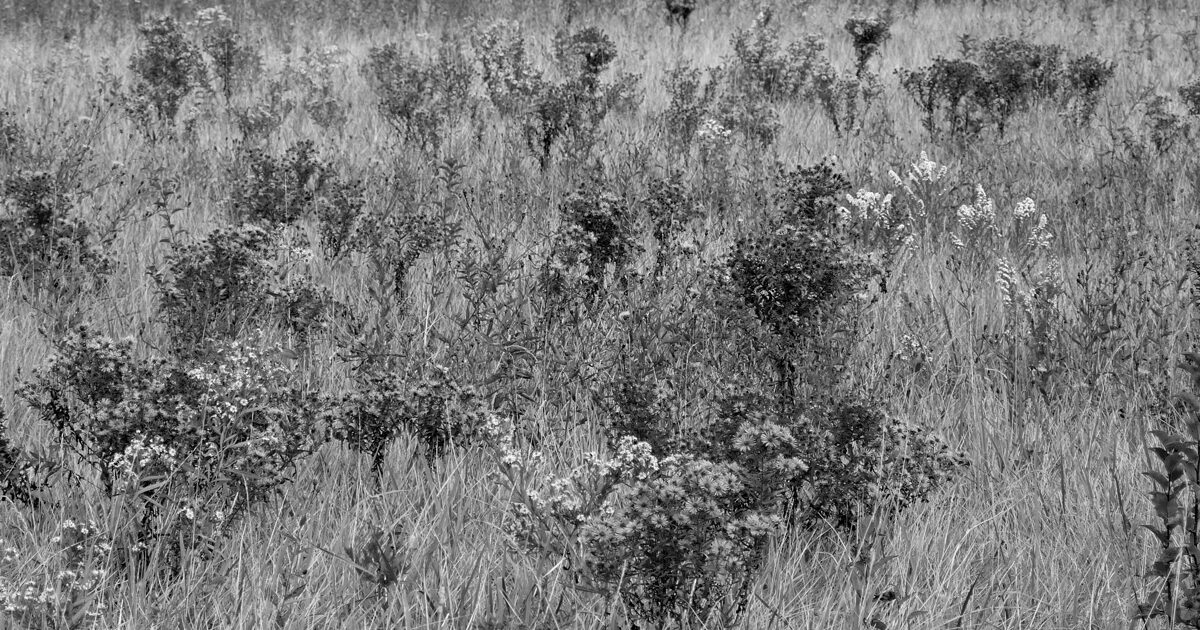 The Yale Review | Sandra Simonds: "Aubade"