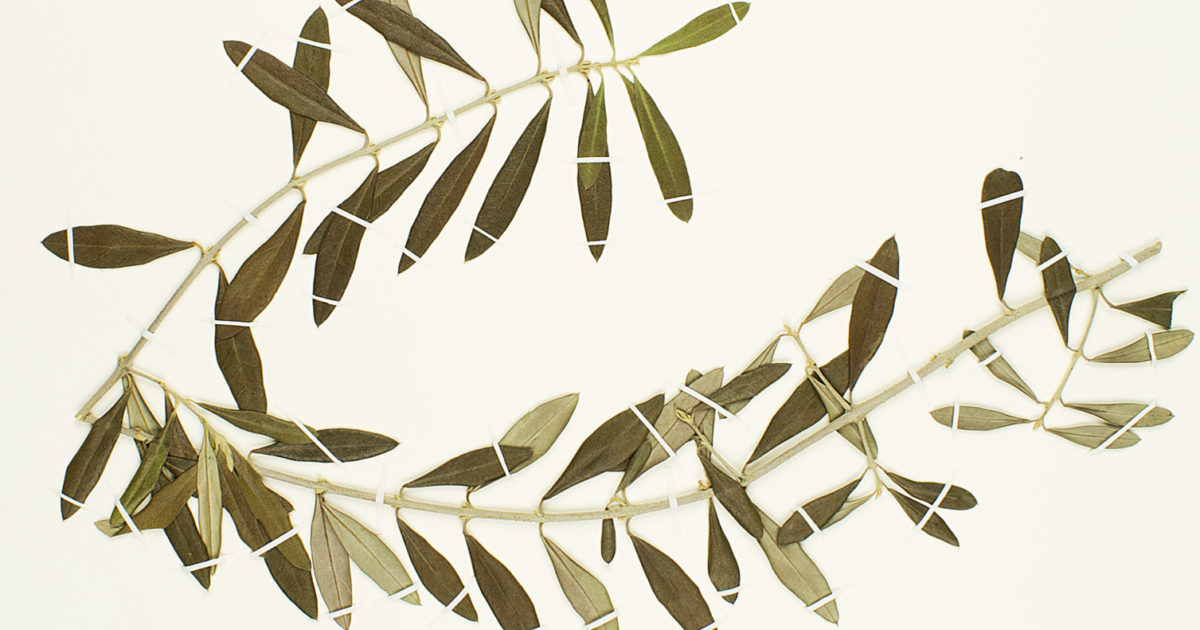 The Yale Review | "After Callimachus" by Stephanie Burt