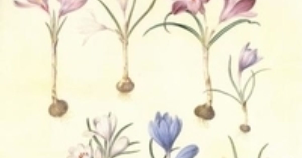 The Yale Review | Donald Platt: "First Crocuses"